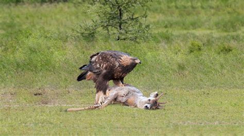 Eagle Attacks Deer