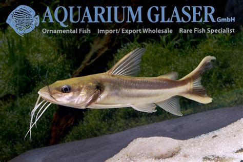 Clarotes Laticeps Aquarium Glaser Gmbh