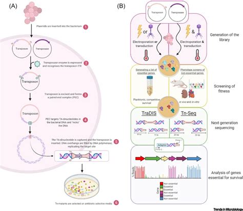 Pathogenesis For Staphylococcus Aureus