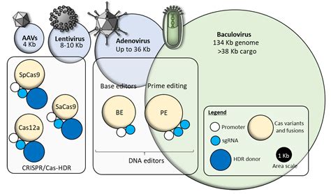 Synthetic Virus Derived Nanosystems Svns For Delivery And Precision Docking Of Large