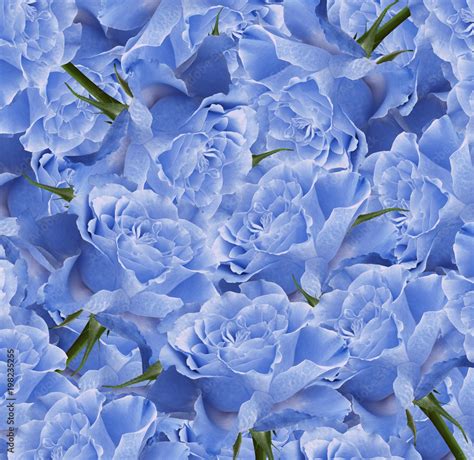 Beautiful Light Blue Flowers