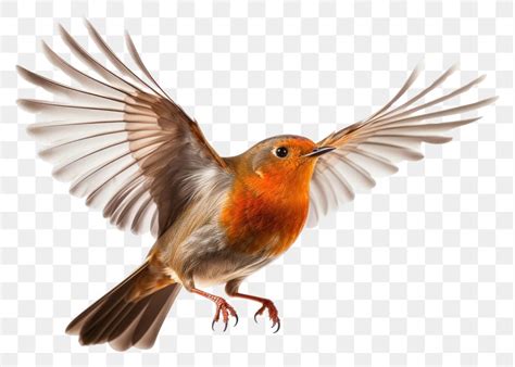 Flying Robin Images Free Photos Png Stickers Wallpapers