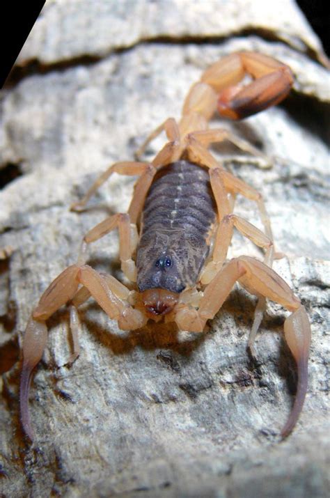 Tityus Serrulatus Arachnoboards