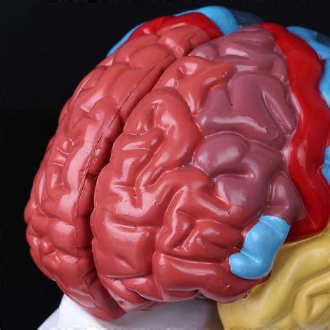 Life Size Human Brain Functional Area Model Anatomy For Science