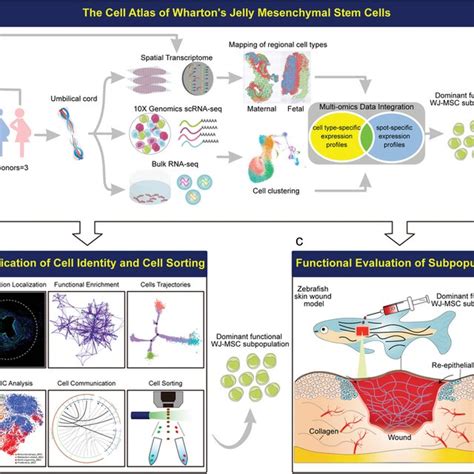 scheme a single‐cell transcriptome combined with spatial