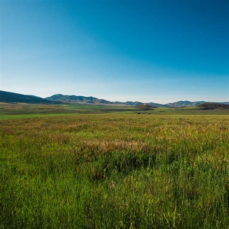 Albion Perennial Ryegrass Lolium Perenne Great Basin Seeds