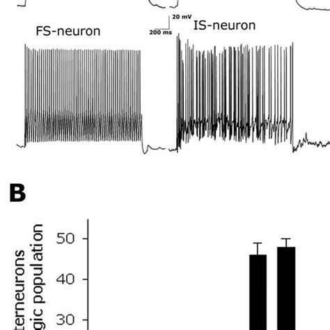 Pv Interneurons In Culture Develop A Mature Phenotype A Download Scientific Diagram