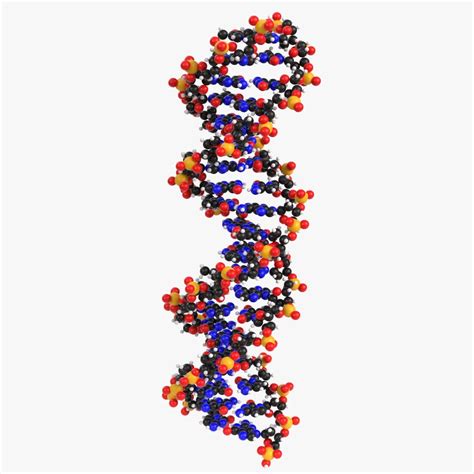 Dna Molecule 3d Models Download Free3d