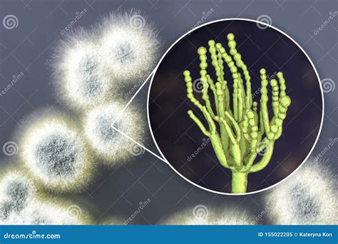 Fungos De Bolores De Penicillium Ilustração E Fotografia De Colônia