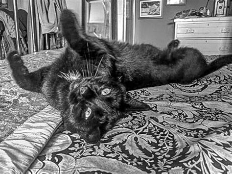 Gracie Gracie Steven Collis Flickr