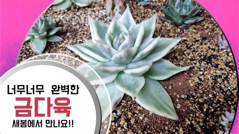 새봄다육 1월11일콩마리아도감마리아꽃눈철화금마리아엘크혼금을 착한가격으로 올렸습니다 구경오세요 ~~ Youtube