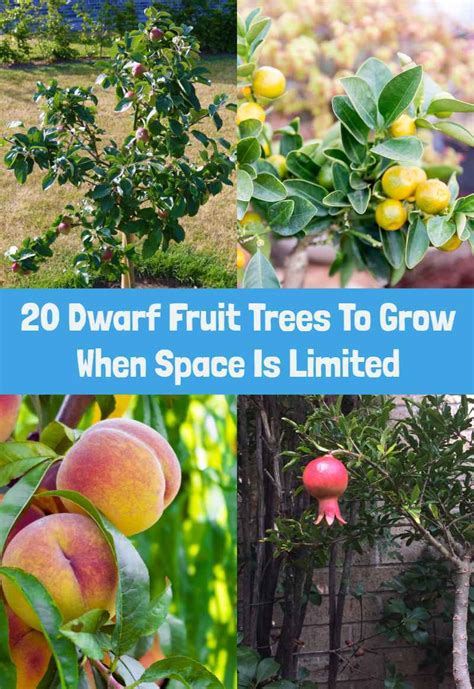 Dwarf Fruit Trees To Grow When Space Is Limited