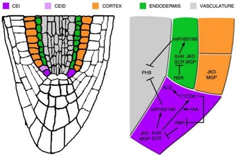 Plants Free Full Text Patterning The Axes A Lesson From The Root