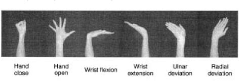Figure 3 From A Wavelet Based Continuous Classification Scheme For Multifunction Myoelectric