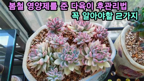 다육이♡ 봄철 영양제를 준 다육이 후관리법💓 꼭 알아야할 2가지💓 Youtube