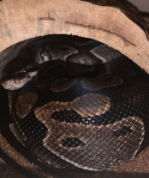 Reddit Python 🤖 Rballpython