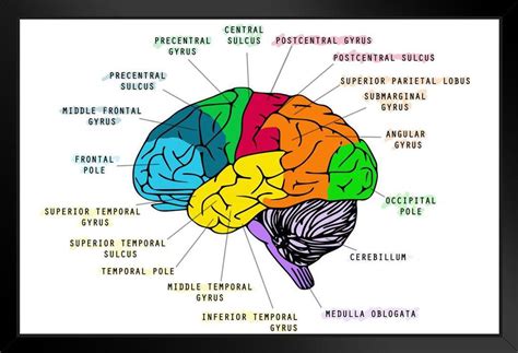 Forebrain Diagram Forebrain Diagram