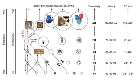 Solved NEUROSCIENCE OF PERCEPTION Neural Processing Of Chegg