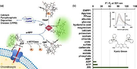 Figure 1 From Fluorescence Differentiation Of Atp Related Multiple