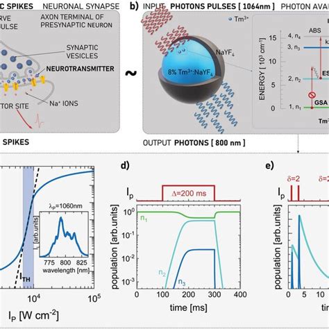 Ab Analogies Between Signal Processing In Biological A And Download Scientific Diagram