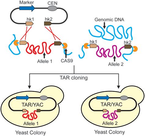 Transformation-associated recombination (TAR) cloning and its applications for gene function ...