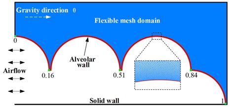 Terminal Pulmonary Acini Download Scientific Diagram