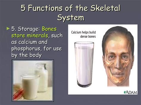 Skeletal System Powerpoint Ppt
