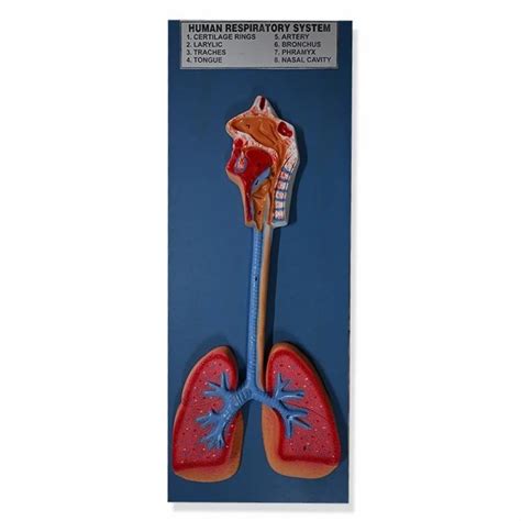 Pvc Human Respiratory System Model At ₹ 900piece In Jaipur Id