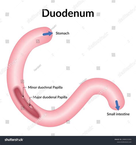 Duodenum Science Design Vector Illustration Diagram Stock Vector Royalty Free 2490111201