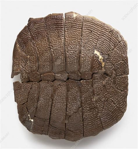 Fossilised Remains Of Turtle Shell Stock Image C0241299 Science