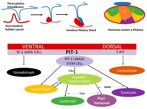 Prolactin Structure