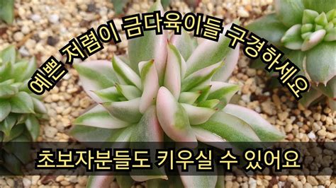 1월 26일 금다육이 키우기 어렵지 않아요 도전해보세요 다육 다육이금 다육이 다육식물 다육이키우기 금다육