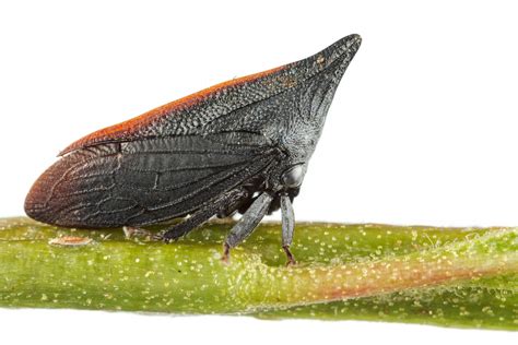 Treehoppers Pictures Of The Rainforests Mini Marvels National