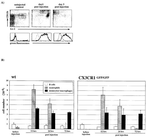Thioglycolate Elicited Monocyte Extravasation In Wt And Cx 3 Cr1 Download Scientific Diagram