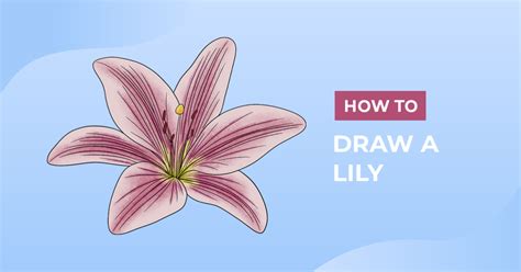 How To Draw A Lily Design Babe