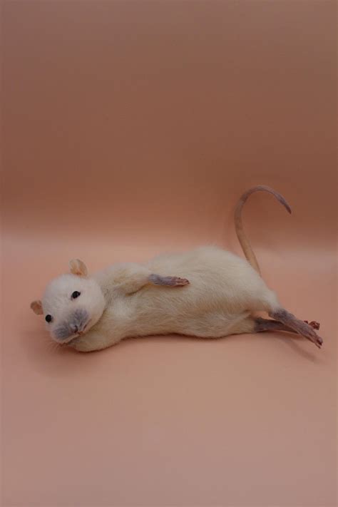 Taxidermy Mouse Rat Lying On The Side Curiosity Cute Oddities Etsy