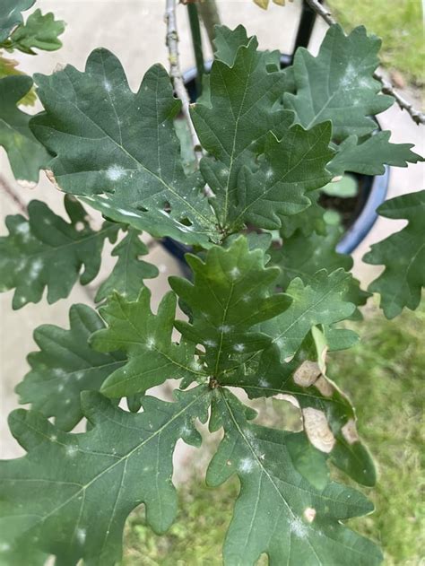 oak tree issue r gardeninghelp