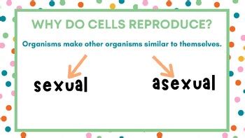 Cellular Reproduction Slides By NC Middle Babe Resources TPT