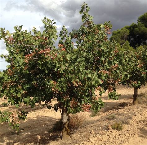 Árbol Pistacho ¿de DÓnde Salen Cultivo Y ProducciÓn
