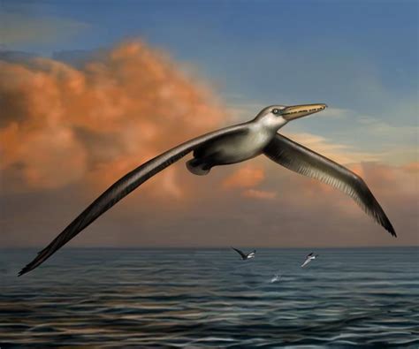 Worlds Largest Ever Flying Bird Identified Birds Flying Extinct