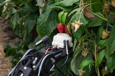 Video Raspberry Picking Robots 10000 Times Faster Than Humans Utopia