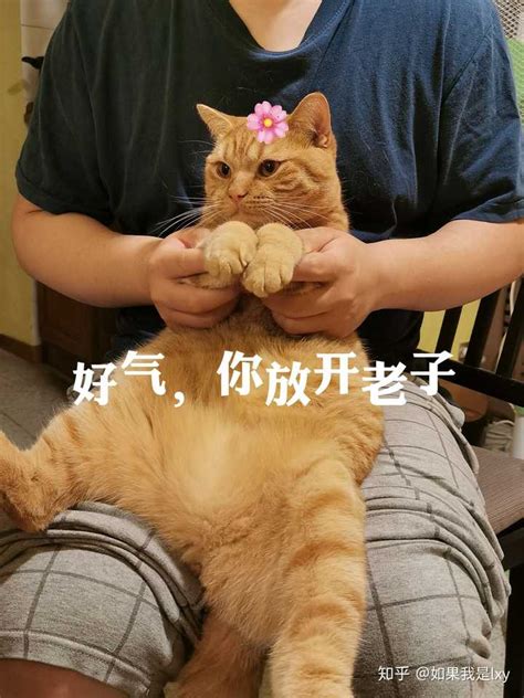 想养会长很胖的猫，很温顺的，很乖的。有什么推荐吗？ 知乎