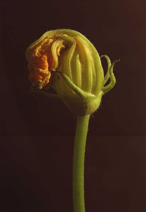 How To Tell The Difference Between Cucumber And Squash Seedlings