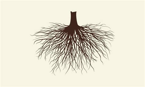 Root Line Art 29179902 Vector Art At Vecteezy