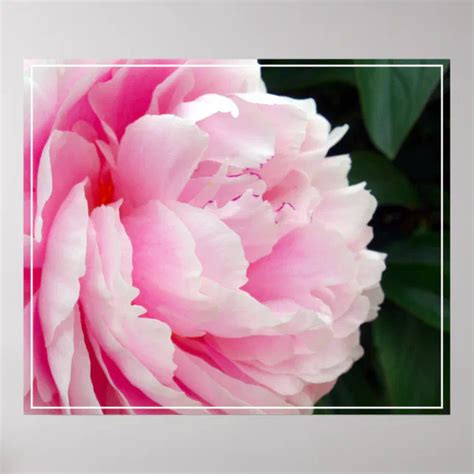 Poster Peony Flower Poster Zazzle