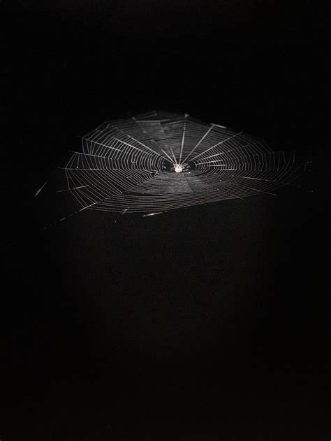 Spiderweb Spider Dark Free Photo On Pixabay
