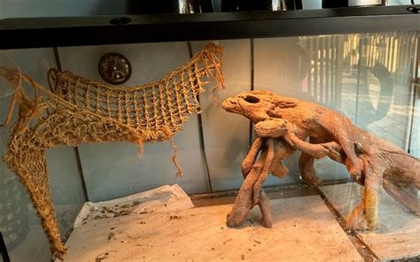 How To Clean Your Bearded Dragons Tank Dragons Diet