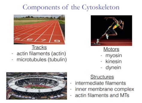 BIOL Week Cytoskeleton Flashcards Quizlet