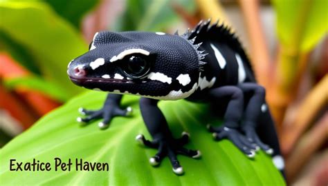 Black Crested Gecko Traits And Personality What Makes Them Unique