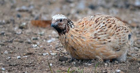 This Photo Of My Manchurian Coturnix Quail Is Just Amazing